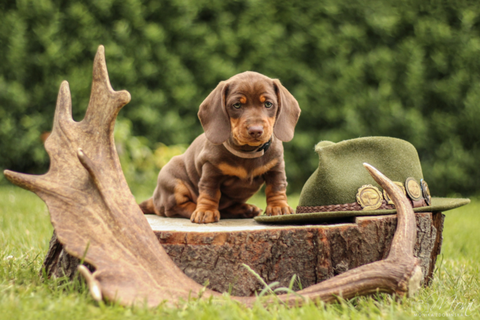 Štěňata :: Jezevcik-schneckental